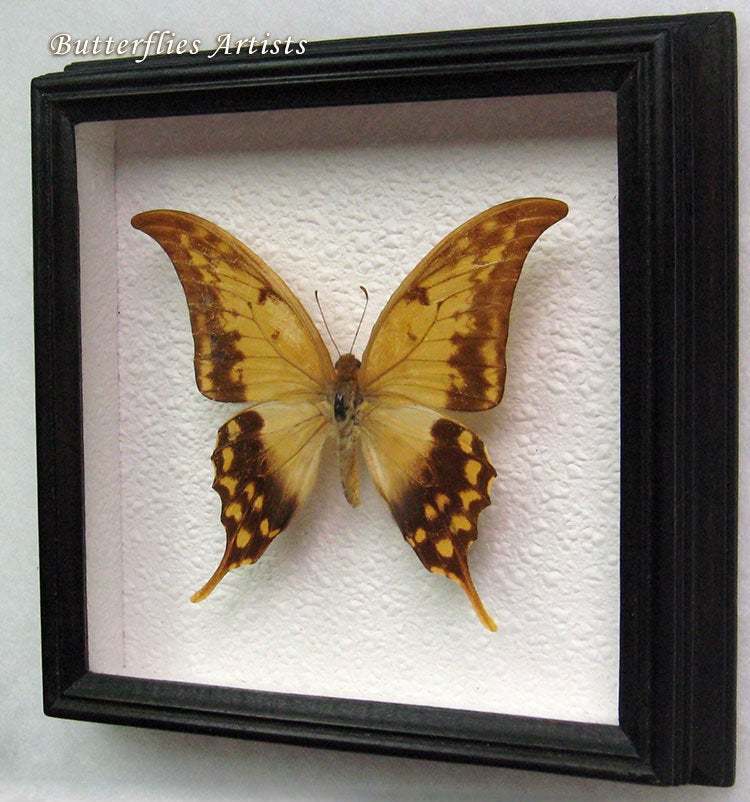 Yellow Gorgon Meandrusa payeni Real Butterfly Entomology Collectible ...