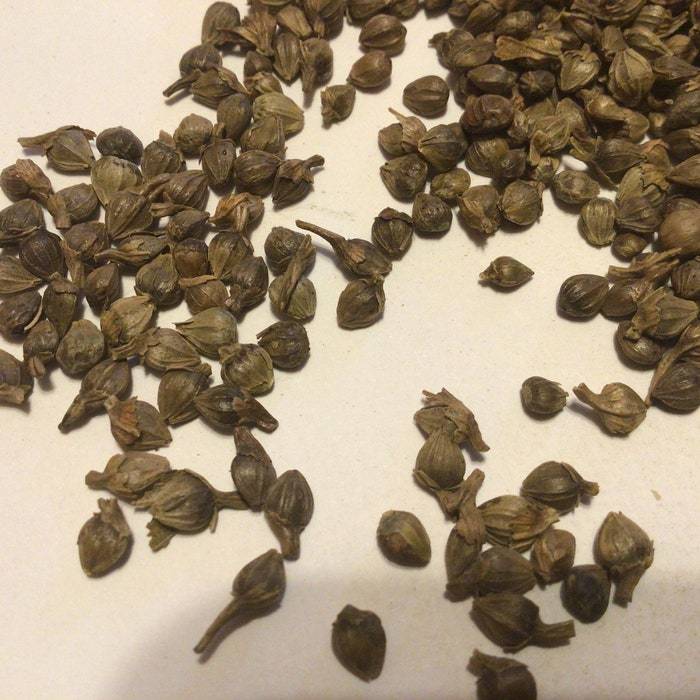 Musclewood Tree Seeds Carpinus Caroliniana American Hornbeam Ironwood ...