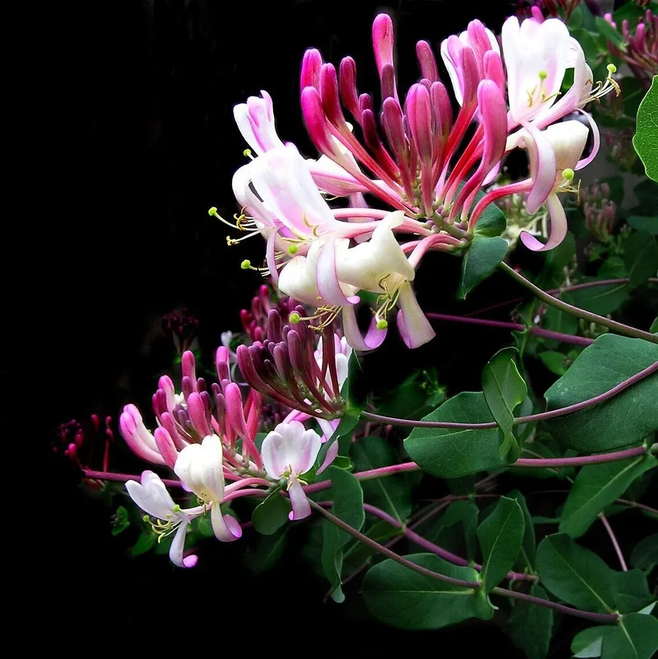 Japanese Honeysuckle Live Plant (Lonicera japonica) Purple Leaves 2 ...