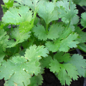 200 SEEDS SANTO CILANTRO NON-GMO PLANT - Seeds & Bulbs