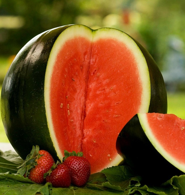 FMG Sugar Baby Watermelon Seeds Icebox Mini Melon Personal Sized Fruit ...