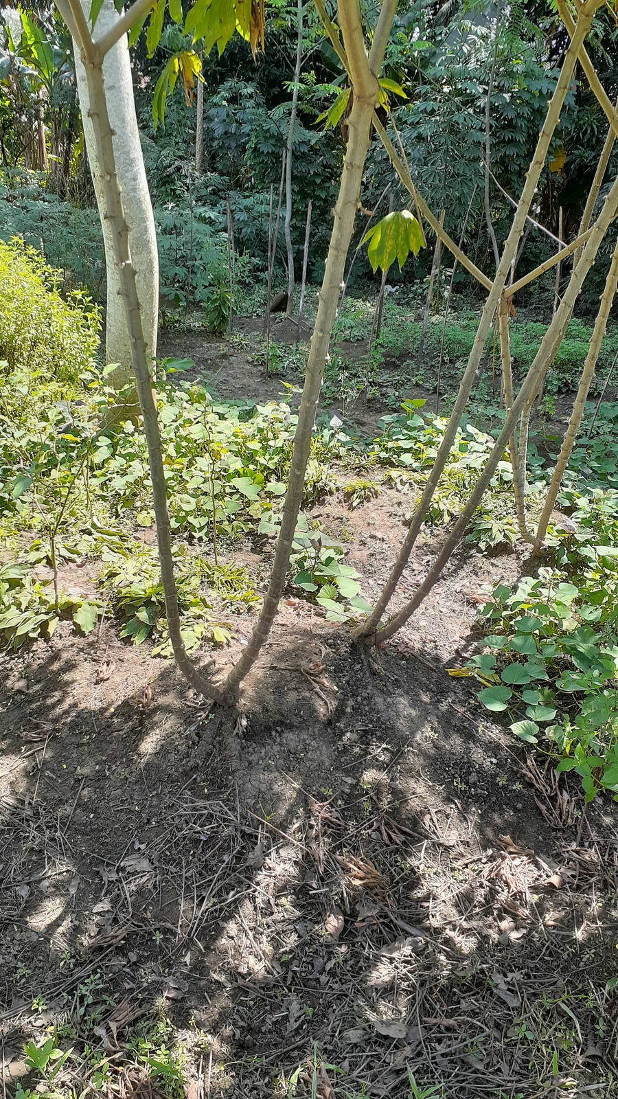 Sweet Cassava Stick Yuca Cutting Stem Fresh Manioc Planting Ceylon ...
