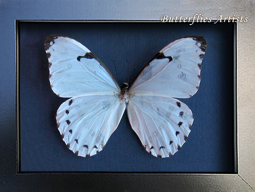 Morpho Polyphemus Luna Mint Butterfly Framed Entomology Collectible ...