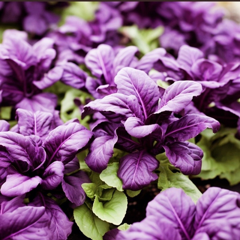 FMG 1300 Purple Basil Seeds Thai Red Rubin Asian Culinary Herb Purple ...