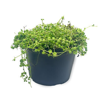 String of Pearls, Senecio rowleyanus, 6 inch String of Peas, Beads ...