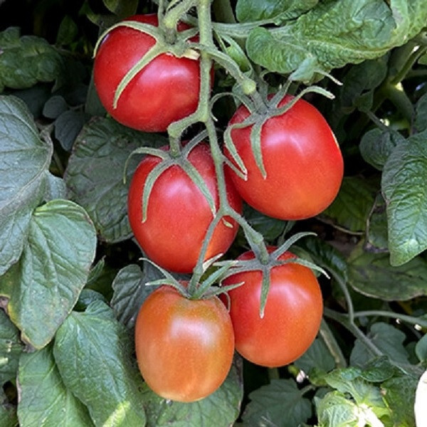 KKG 50 Seeds Brandysweet Plum Tomato Juicy Tomatoe Vegetable Edible ...