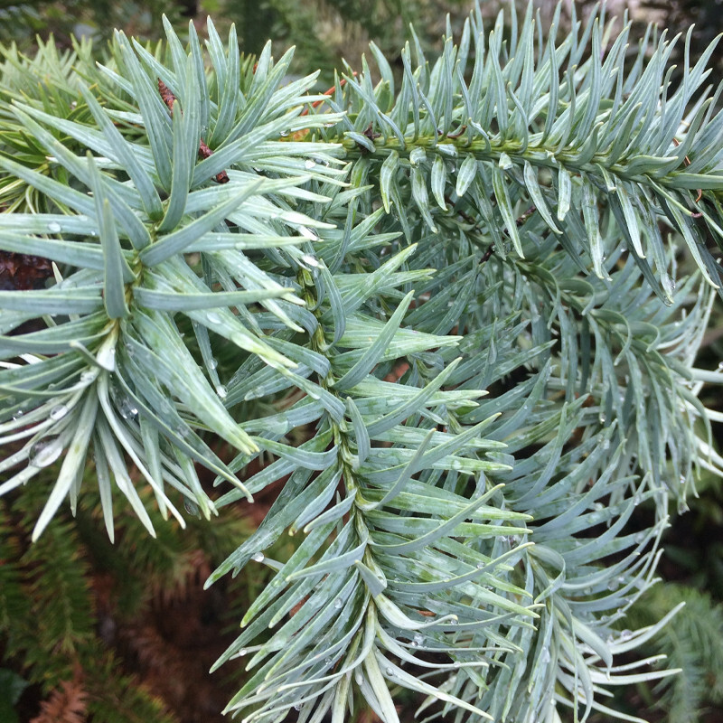 MX Cuninghamia Lanceolata Chinese Fir Tree Seeds Tall And Majestic Bulk ...