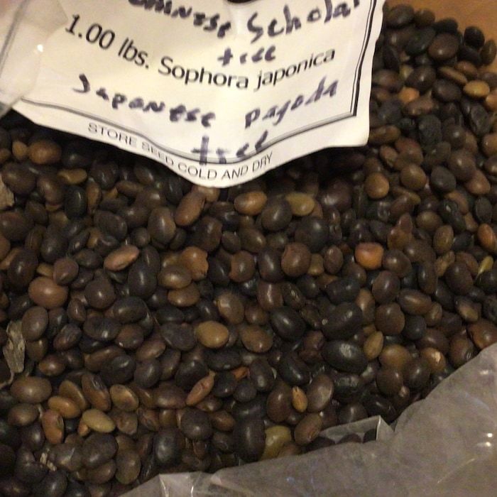 New Fresh Seeds Japanese Pagoda Tree Seeds Sophora Japonica Chinese ...