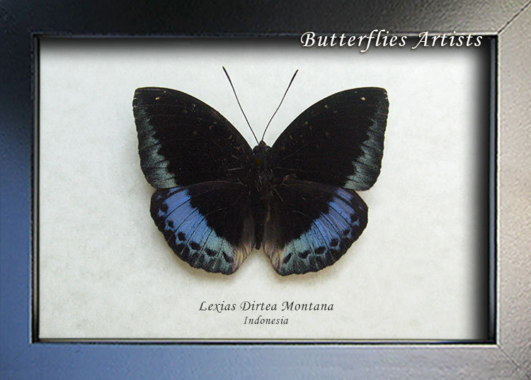 Lexias Dirtea Black Tipped Archduke Real Butterfly Entomology ...