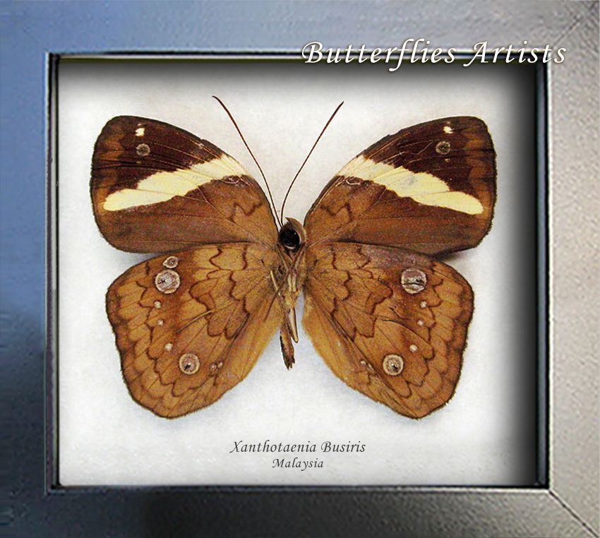 Real Eyespots Butterfly Xanthotaenia Busiris and 50 similar items