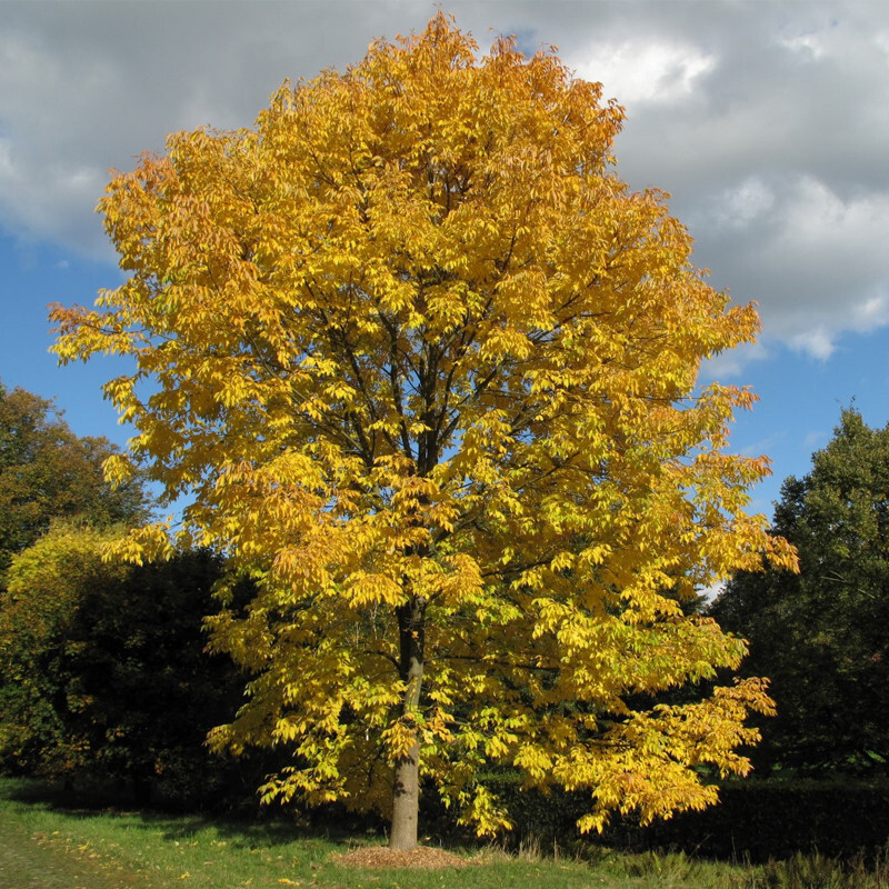 PSA Fraxinus Americana D W White Ash Tree Seeds Impressive Size Fast ...