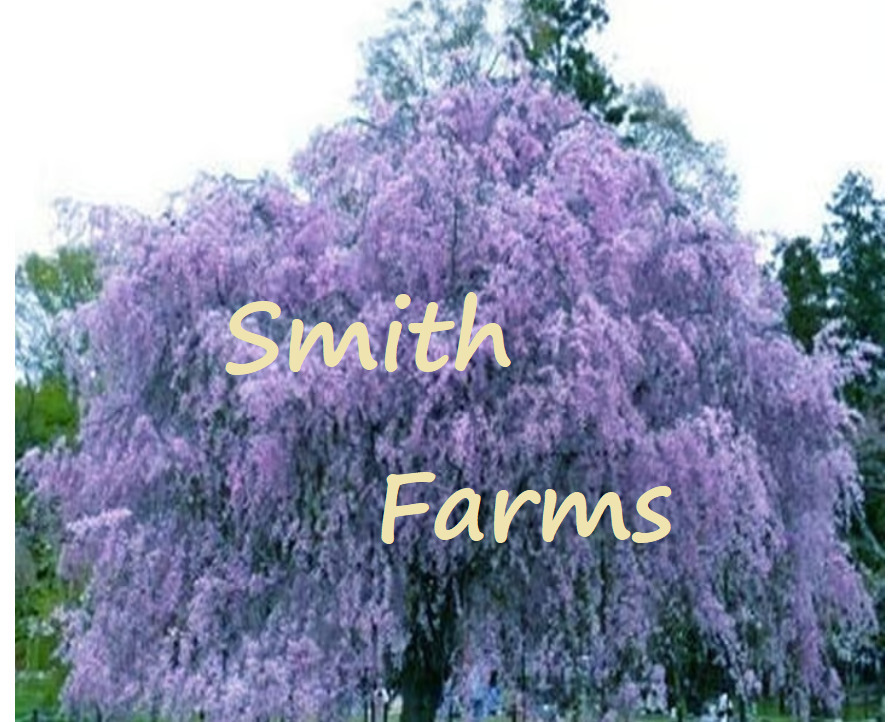 HS 3 Seeds Purple Weeping Willow Tree Flower Giant Full Flowering ...