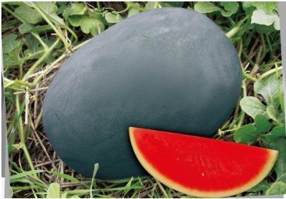 AQL Gray Skin Big Long Red Sweet Seedless Watermelon Organic Seed ...