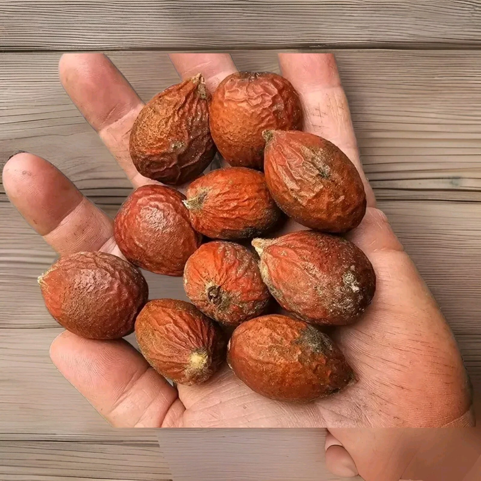 10 Fresh Sago Palm Seeds ( Cycas revoluta ) Float Tested - Home & Garden