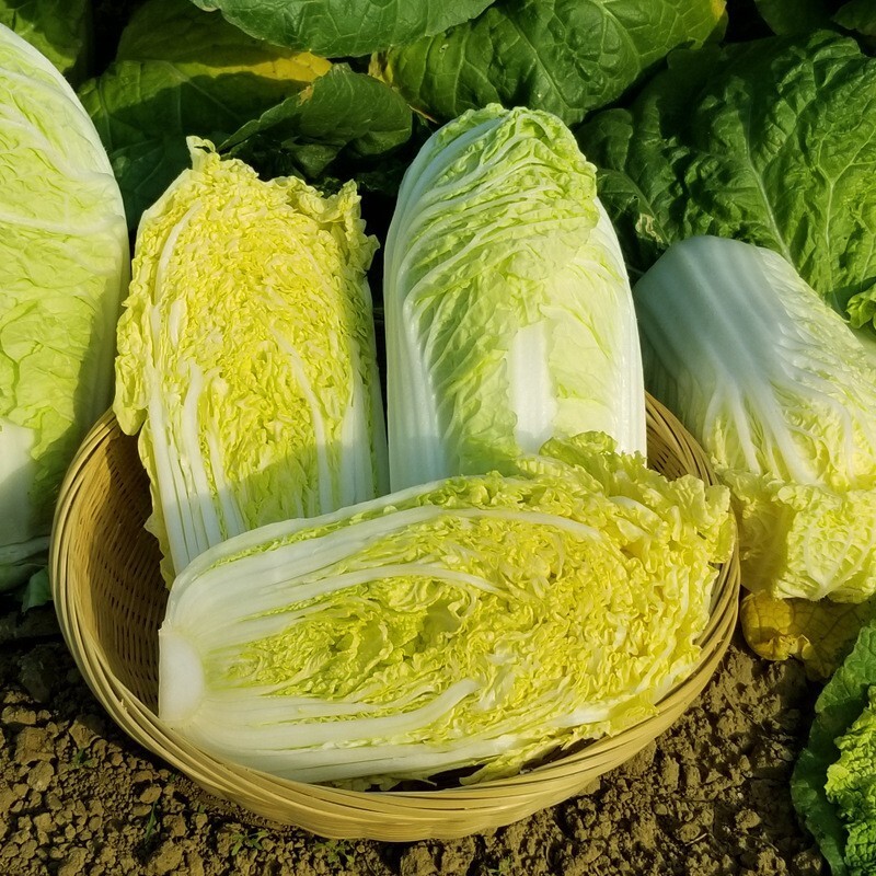 VC 10Gram/1200Baby Napa Cabbage Seeds Mini Chinese Napa Cabbage Seeds ...