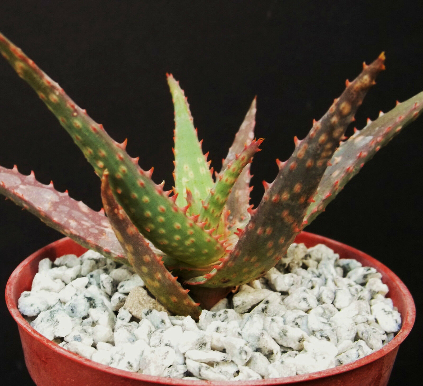 Aloe cultivar FANG, exotic hybrid rare color succulent cactus cacti ...
