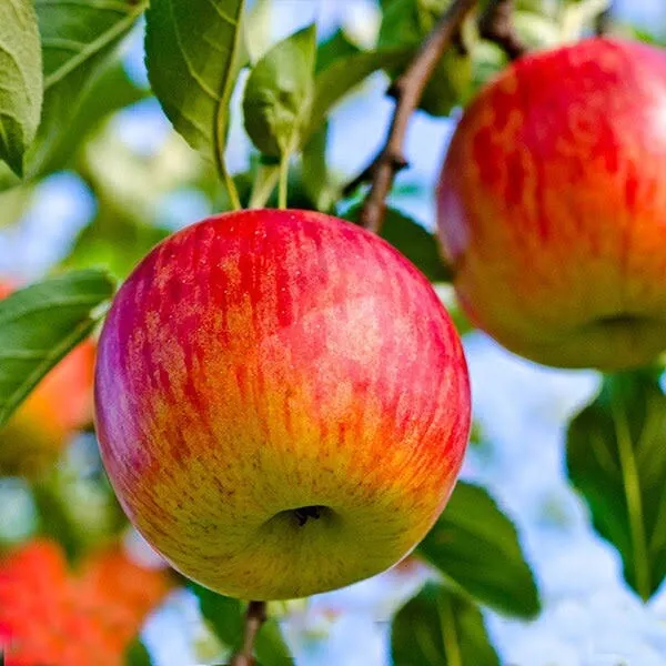 Fuji Apple Malus Domestica Fuji 10 Seeds - Seeds & Bulbs