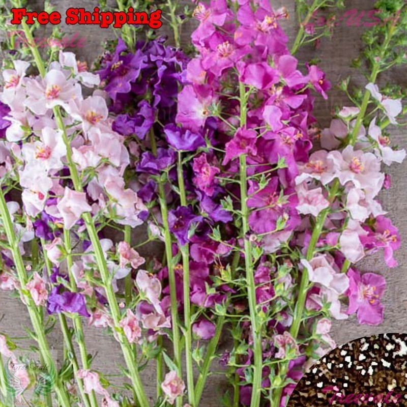 Verbascum Seeds Purple Mullein Pheonicium Hybrids Mix Flower Seeds Fast ...