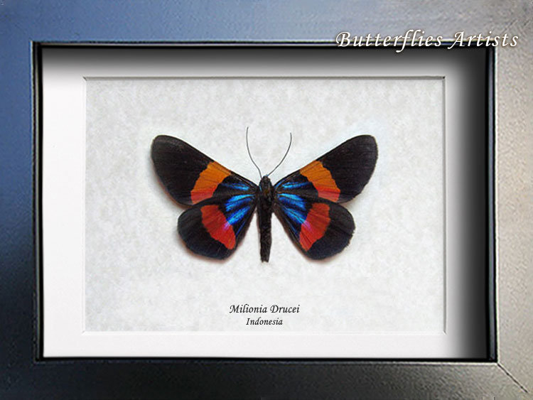 Day Flying Moth Milionia Drucei Entomology Collectible Museum Quality ...