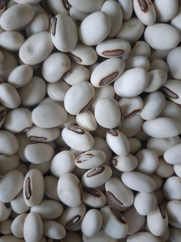 FMG 3 Wonder Bean Jack Beans Seeds Fast Growing - Seeds & Bulbs