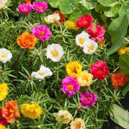 50 Seeds Moss Rose Mix Portulaca Margarita and similar items