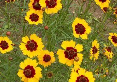 100 Seeds, RarevCalliopsis Cosmos bipinnatus Plantas Coreopsis Flower ...