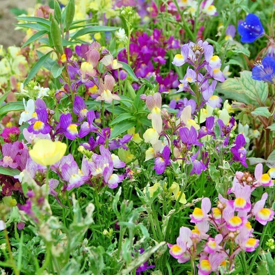 2000 Dwarf Snapdragon Mix Flower Seeds Toadflax Wildflower Garden ...