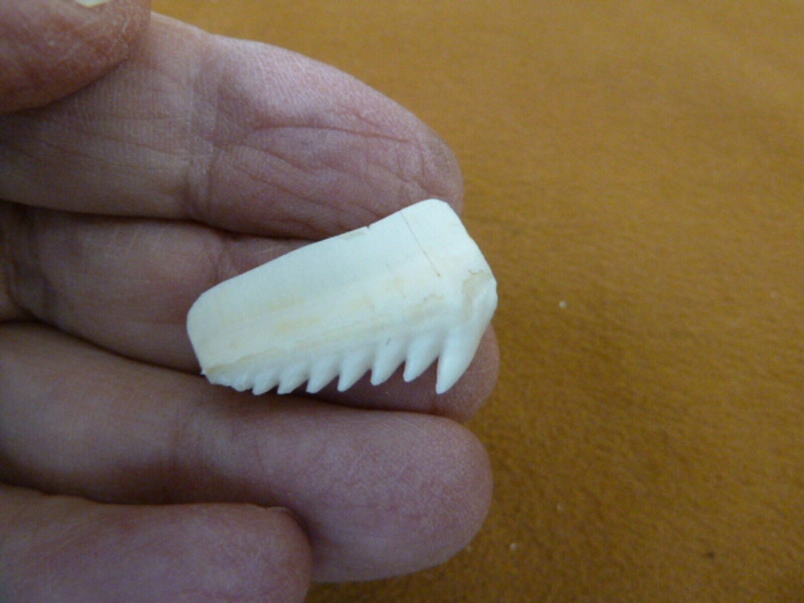 s1964-16 RARE 1" modern Six GILL BLUNTNOSE COWSHARK Shark T**th tooth ...