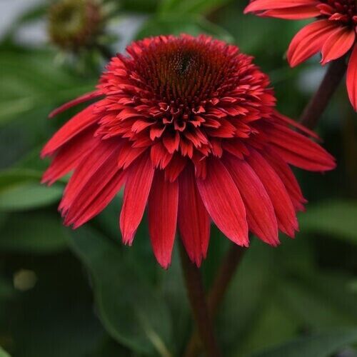 50 + Strawberry Delux Coneflower Seeds and similar items