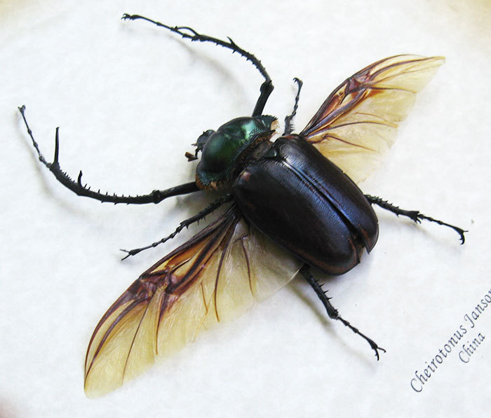 Long Armed Beetle Chirotonus Jansoni Framed Entomology Museum Quality ...