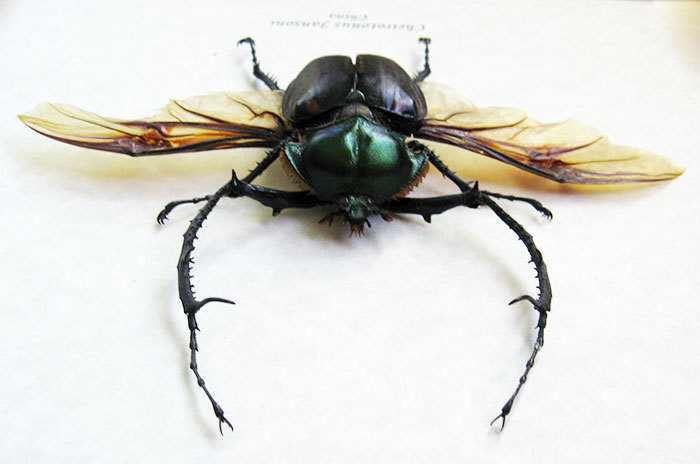 Long Armed Beetle Chirotonus Jansoni Framed Entomology Museum Quality ...