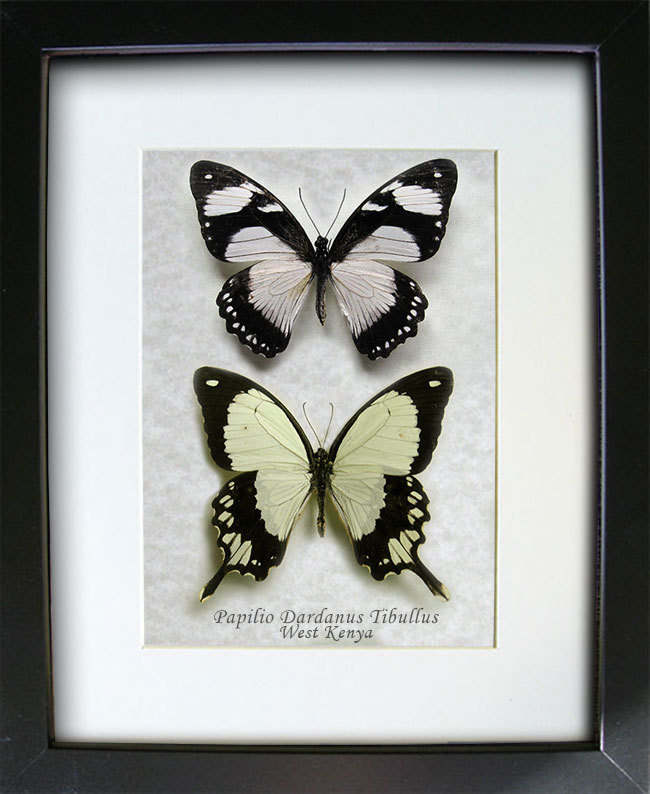 Mocker Swallowtail Papilio Dardanus PAIR Real Butterflies In Shadowbox ...