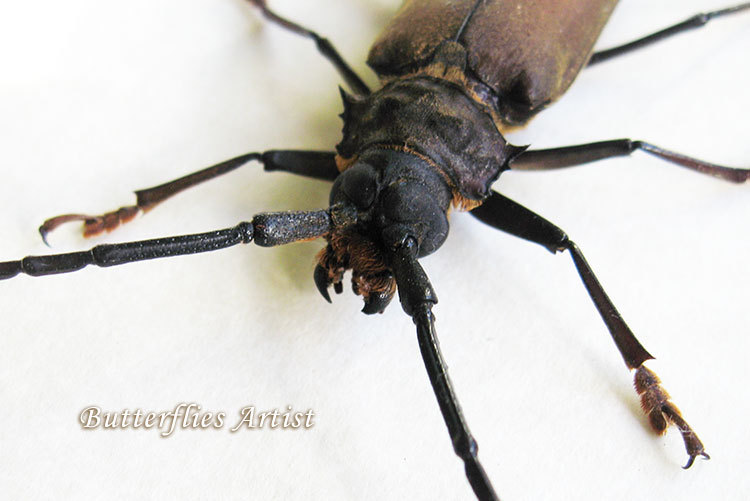 Longhorn Callipogon Similis Real Beetle and 50 similar items