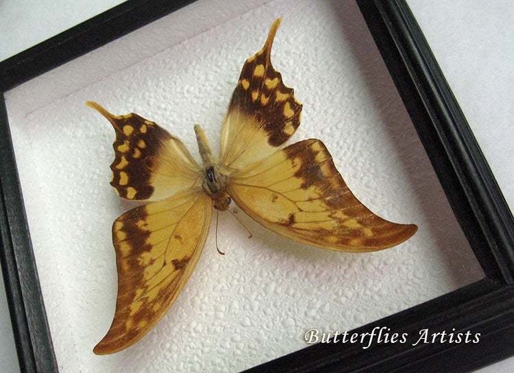 Yellow Gorgon Meandrusa payeni Real Butterfly Entomology Collectible ...