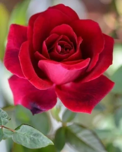 10 Red Rose Seeds Flower Bush Perennial Shrub - Seeds & Bulbs