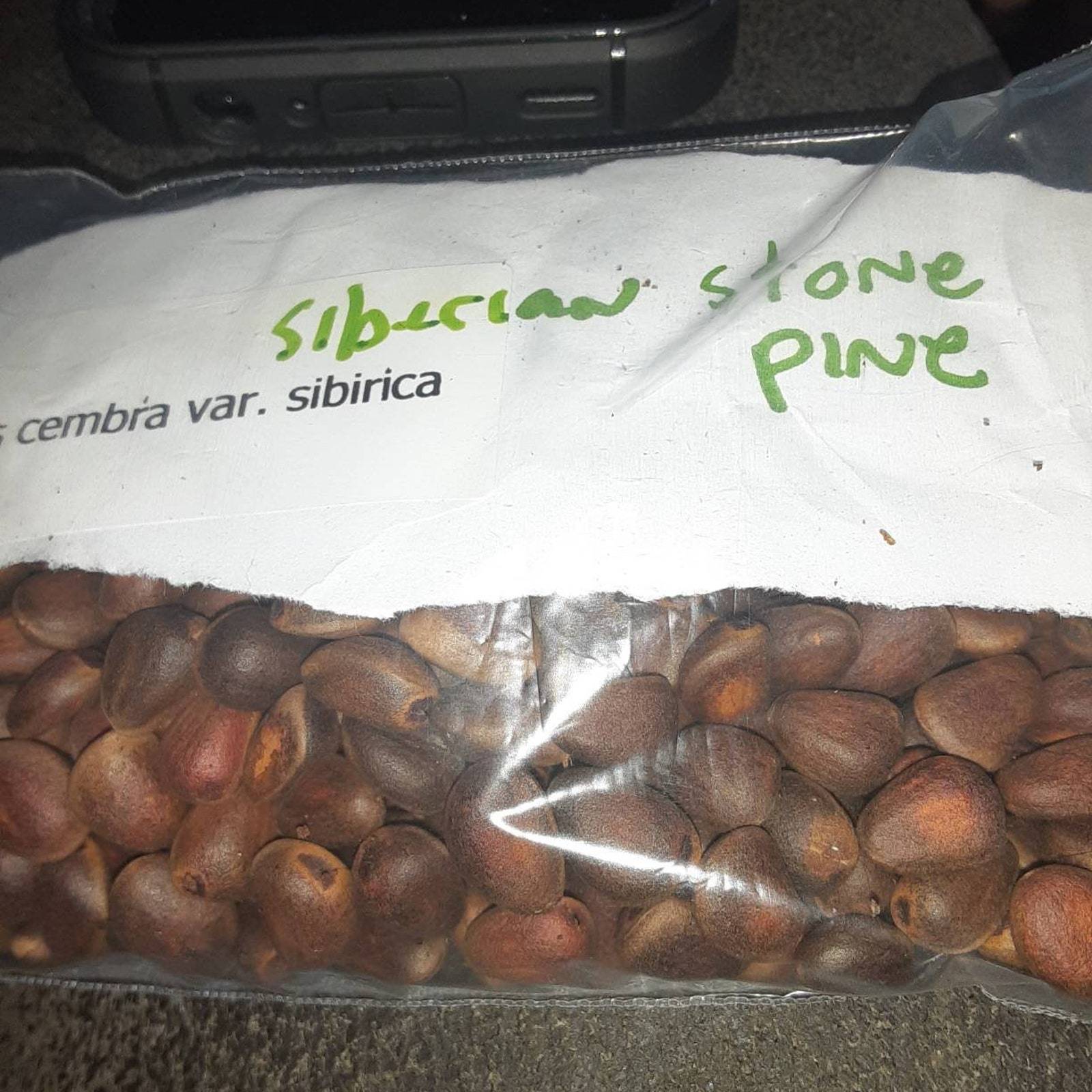 Siberian Stone Pine Tree Seeds PINUS CEMBRA var SIBIRICA Fresh Seeds ...