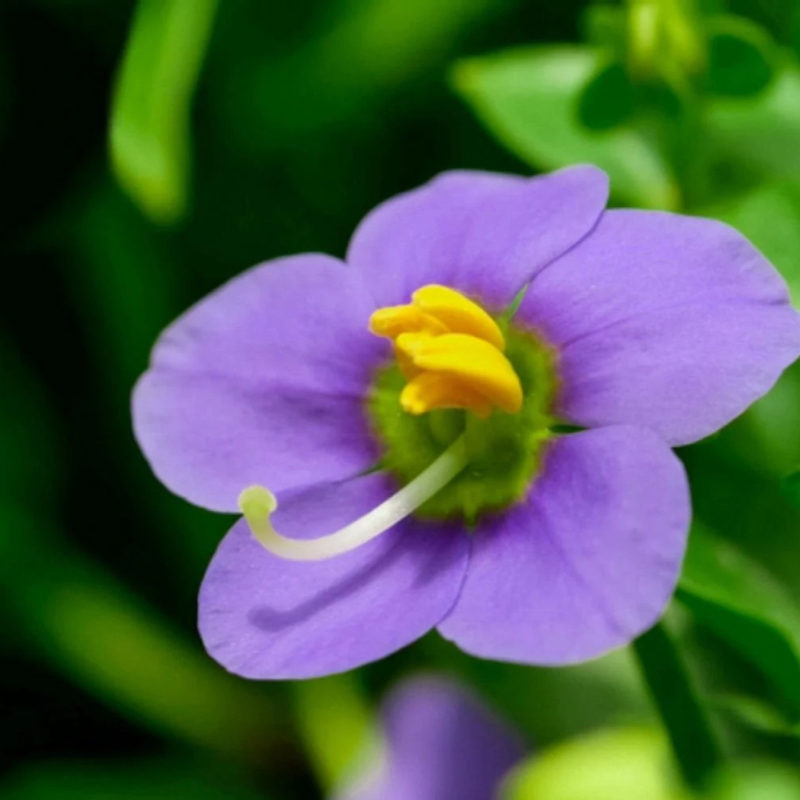Exacum Affine Hybrid F1 Persian Violets 100 PCS Seeds - Seeds & Bulbs