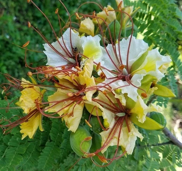 FMG Delonix Elata White Poinciana Yellow Gul Mohur Creamy Peacock 5 ...