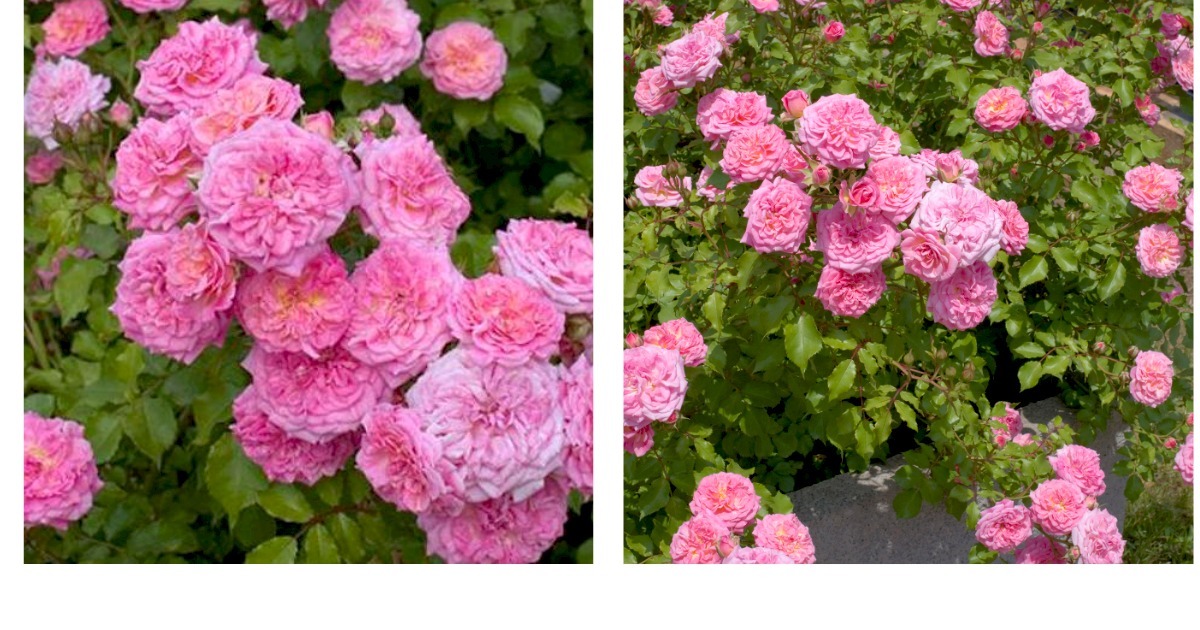 Live Plant - Sweet Drift Pink Groundcover Rose - Full Gallon Pot ...