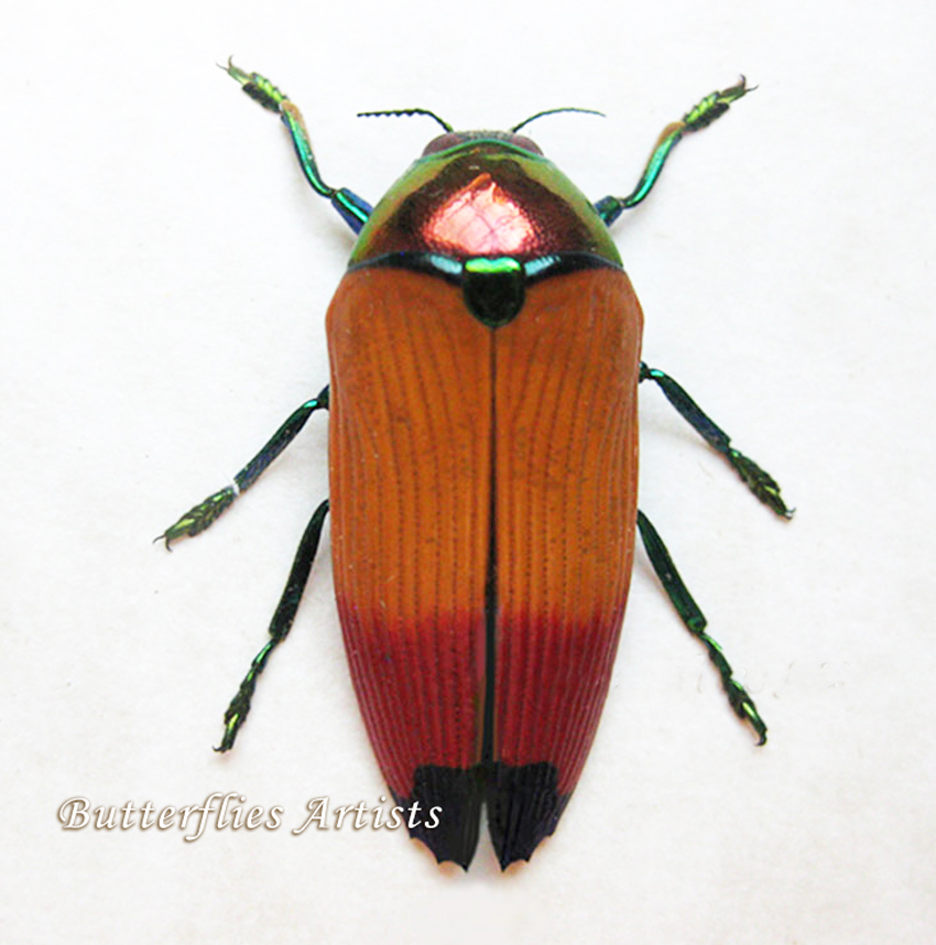 Metaxymorpha Apicalis Rainbow Beetle Framed Entomology Collectible ...