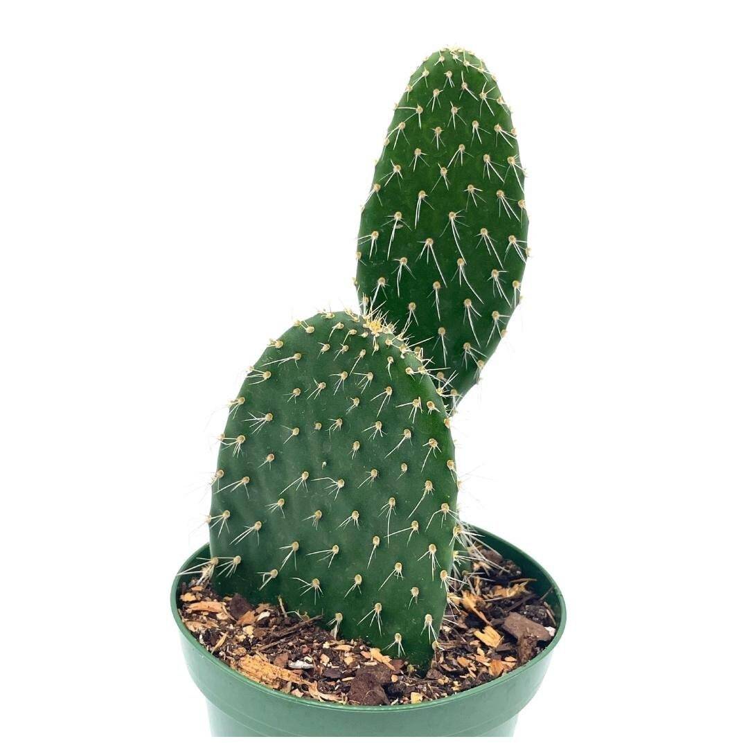 Aaron's-beard prickley pear, Opuntia leucotricha, Rare Cactus, 4 inch ...