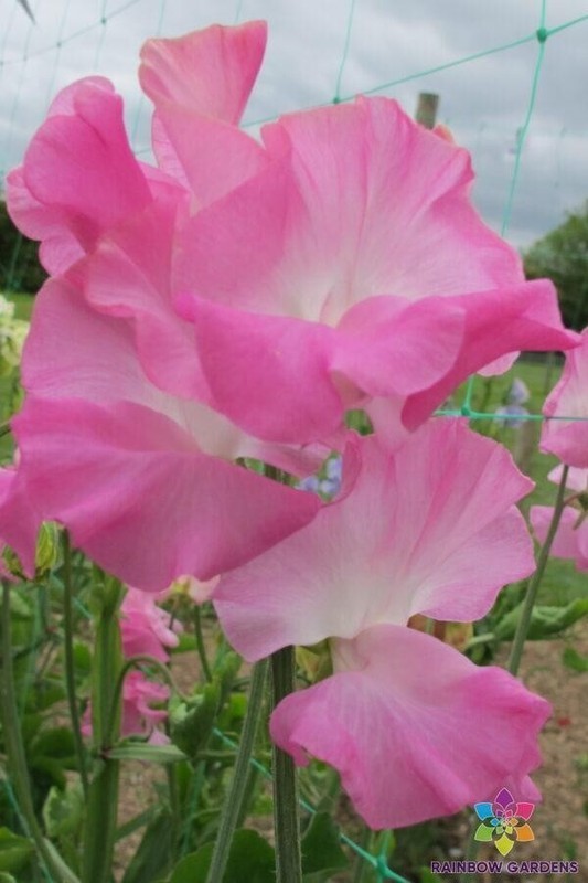 LWK 50 Jayne Amanda Sweet Pea Seeds Easy Grow - Seeds & Bulbs