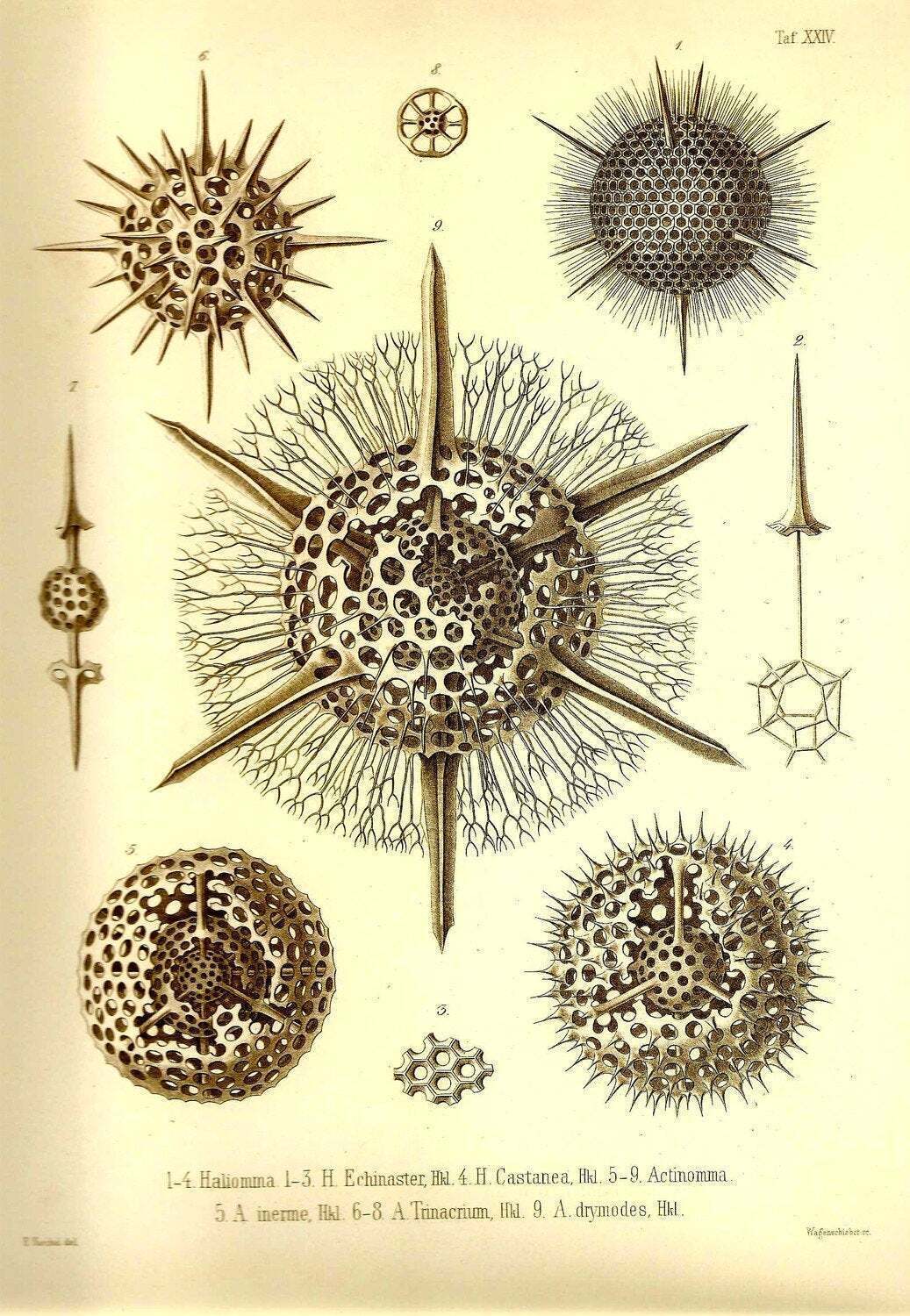 Radiolaria Drawing by Ernst Haeckel Poster and 50 similar items
