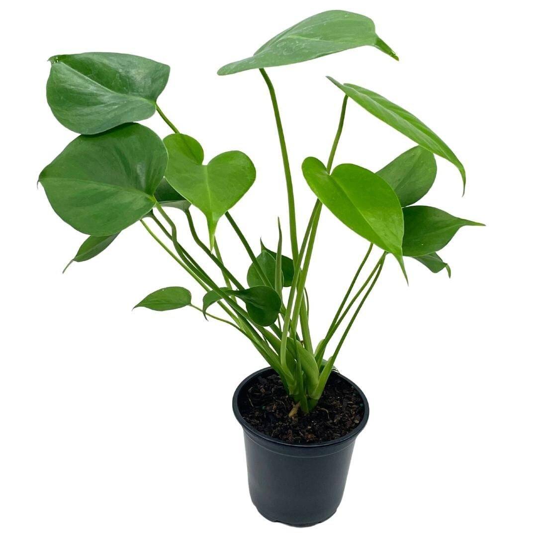 Monstera Deliciosa, Split Leaf philodendron, Huge Very Well Grown in 4 ...