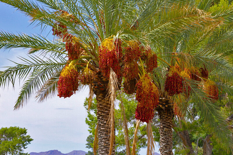 Bloomys Palm Date Tree Phoenix Dactylifera Edible Fruit 10 Seeds ...