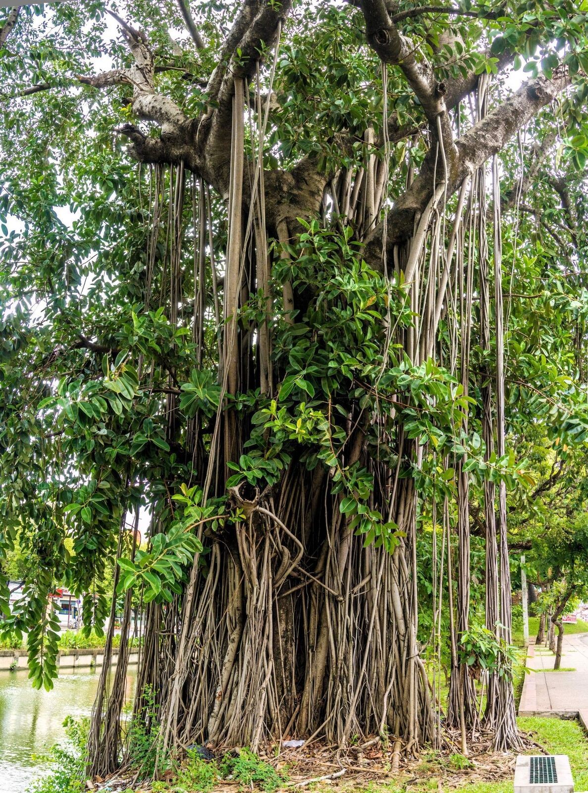 50 Banyan Fig Tree East Indian Ficus Benghalensis Aerial Root ...