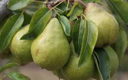 LD 25 ham'S Triumph Pear Seeds Fast Growing - Seeds & Bulbs