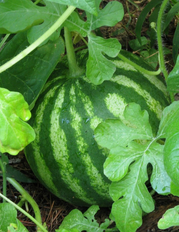 FMG Sugar Baby Watermelon Seeds 30 Fruit Melon Non Gmo Fast Grow ...