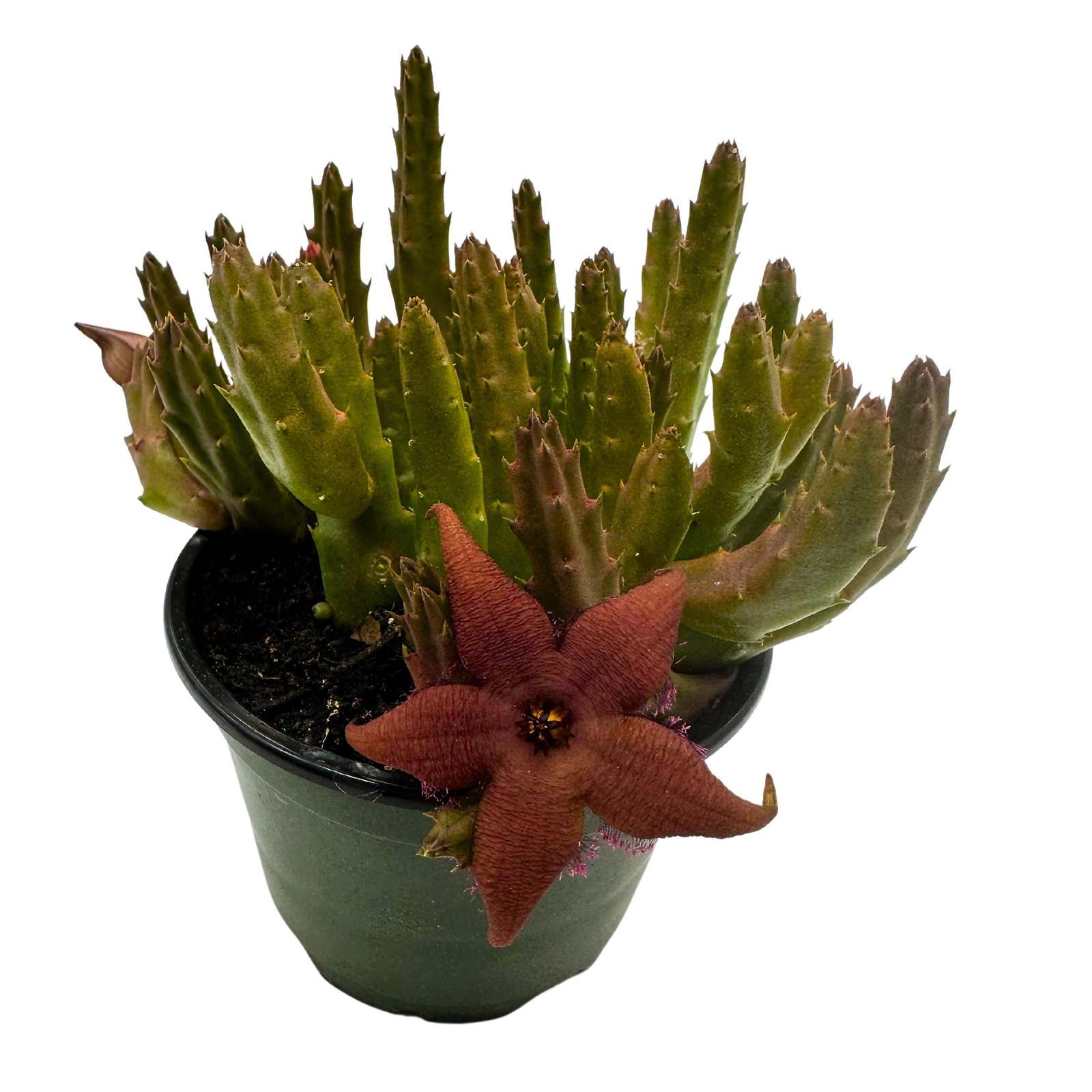 Stapelia Schinzii, 4 inch Rare Huernia, Stapeliad Orbea Unique ...
