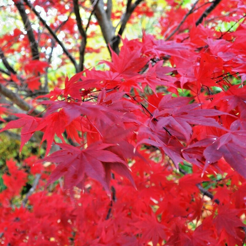 Best 12 OKAGAMI JAPANESE MAPLE SEEDS Acer palmatum " Okagami " - Seeds ...